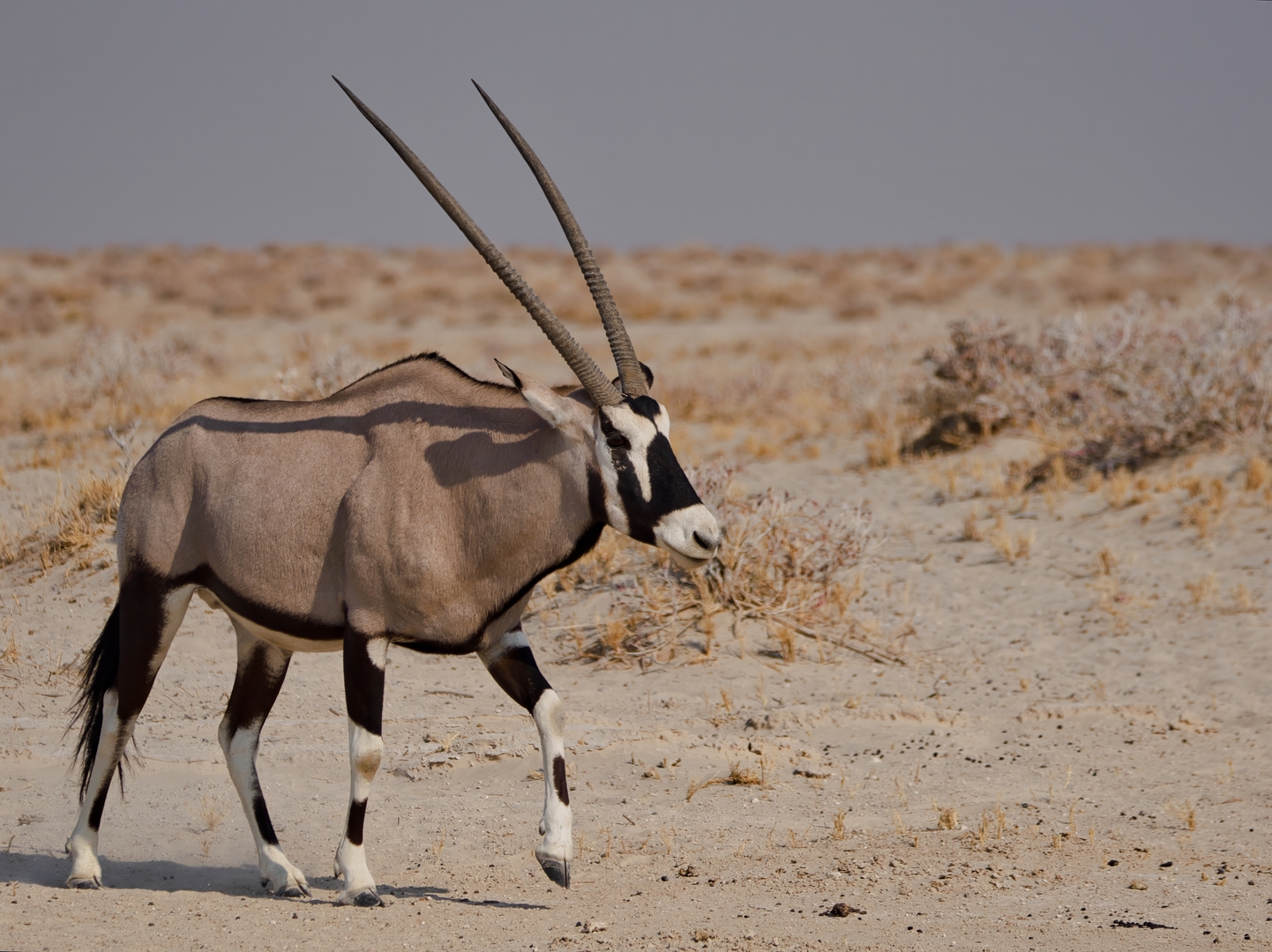 Gallery | David D. Hofmann | UZH